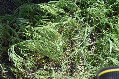 "Poaceae: Bromus tectorum" by R Neil Reese