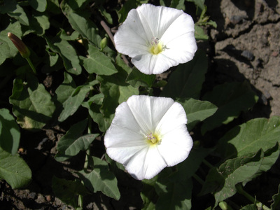 "Convolvulaceae: Convolvulus arvensis" by R Neil Reese