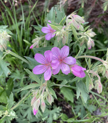 "Geraniaceae: Geranium viscosissimum" by R Neil Reese
