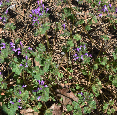 "Lamiaceae: Lamium amplexicaule" by R. Neil Reese