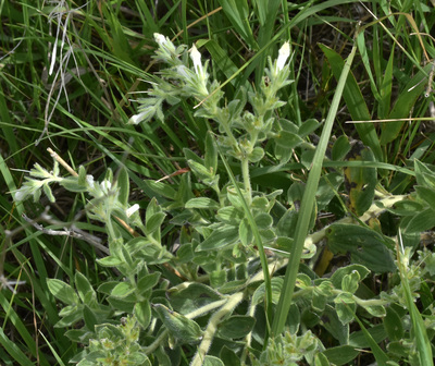"Boraginaceae: Onosmodium bejariense" by R. Neil Reese